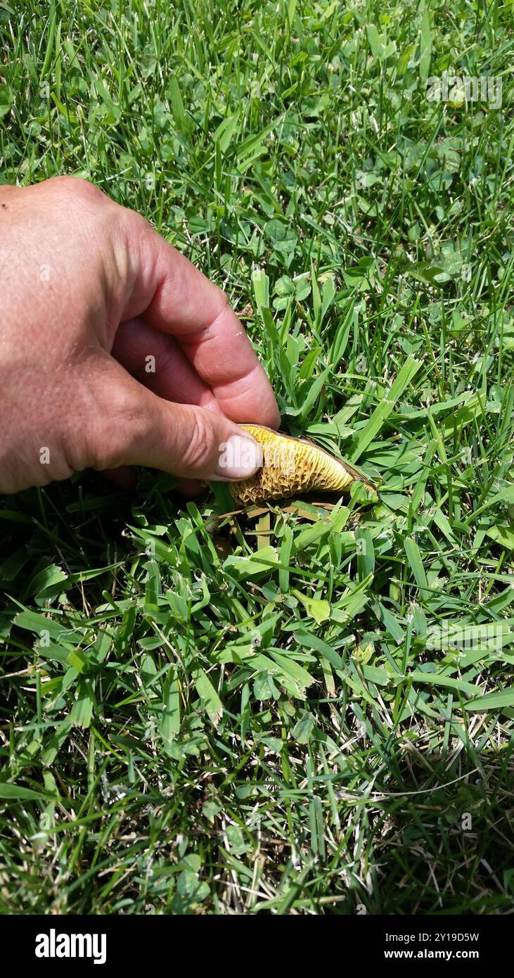 ash-tree bolete (Boletinellus merulioides) Fungi Stock Photo - Alamy