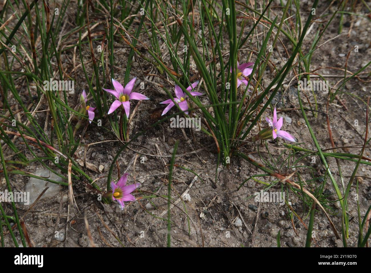 Rosy sandcrocus hi-res stock photography and images - Alamy