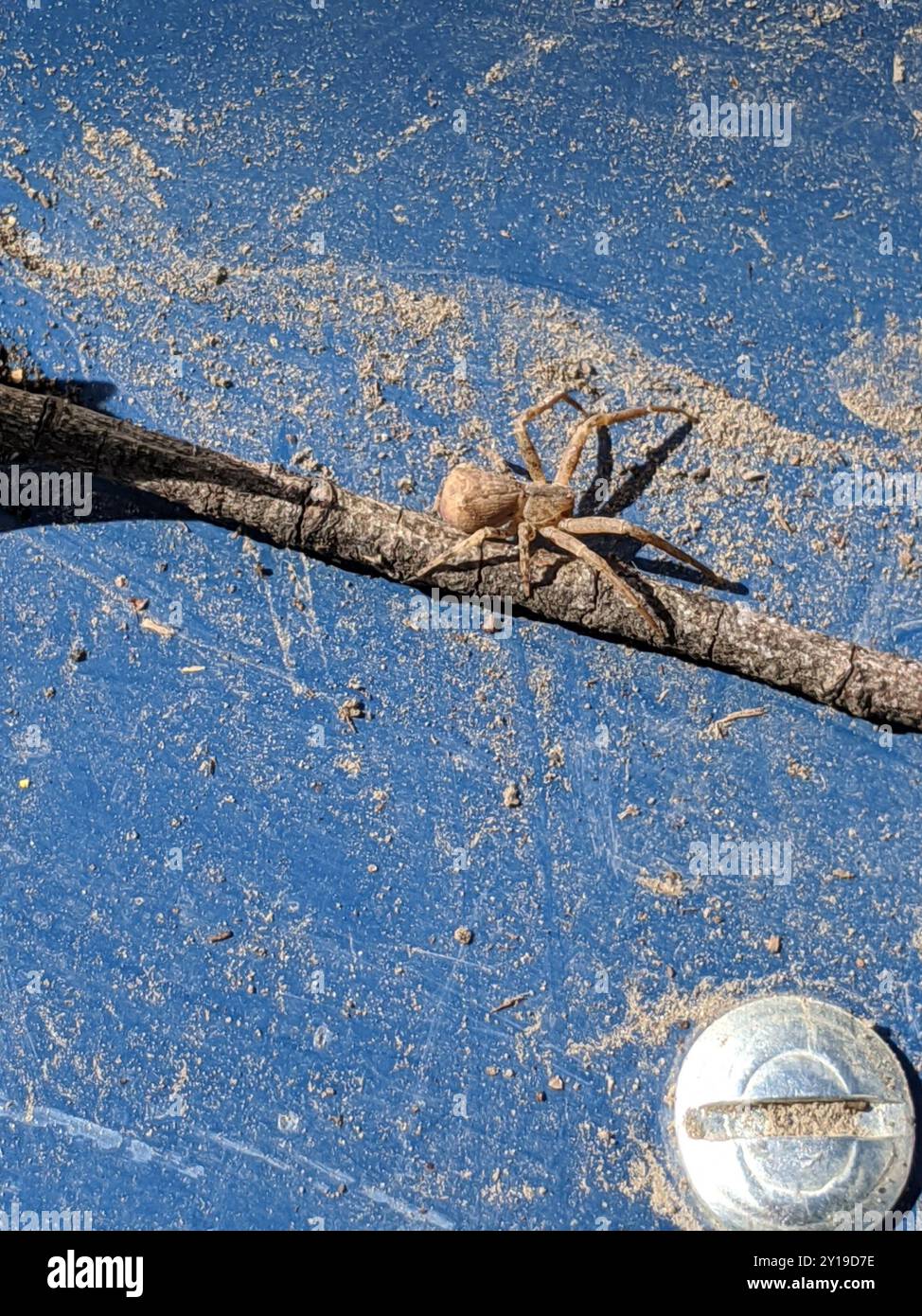 Square-ended Crab Spiders (Sidymella) Arachnida Stock Photo - Alamy