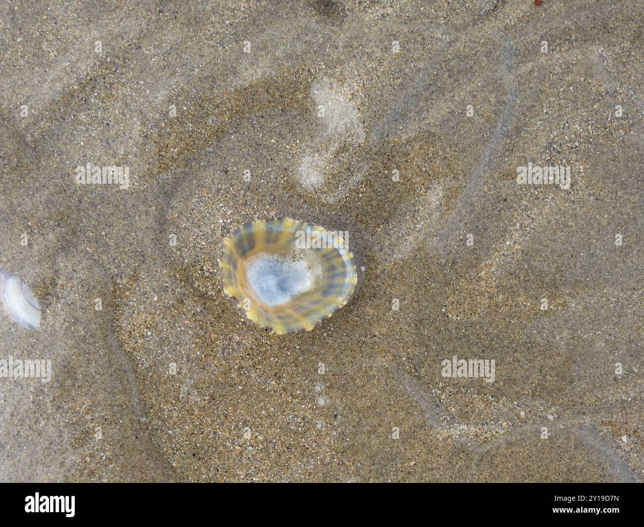 Common European Limpet (Patella vulgata) Mollusca Stock Photo - Alamy