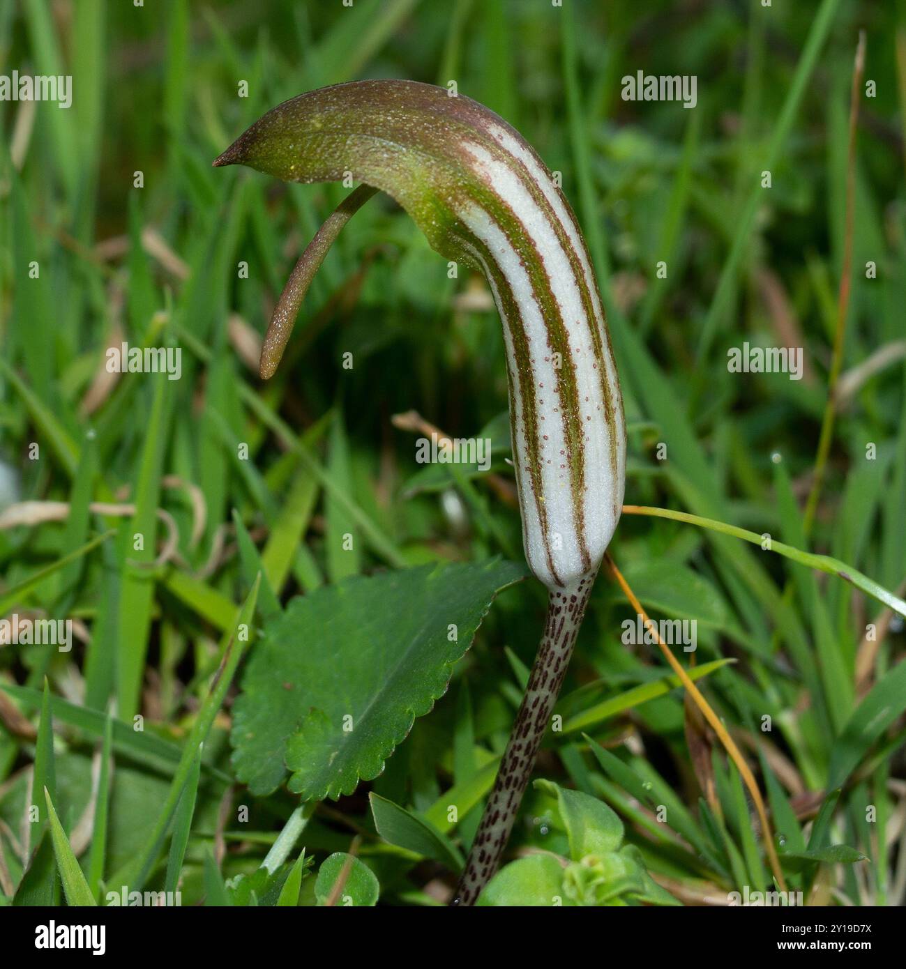 Friar's-cowl (Arisarum vulgare) Plantae Stock Photo - Alamy