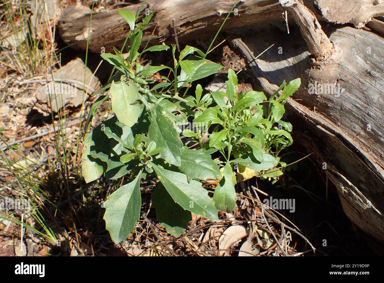 groundsel tree (Baccharis halimifolia) Plantae Stock Photo - Alamy