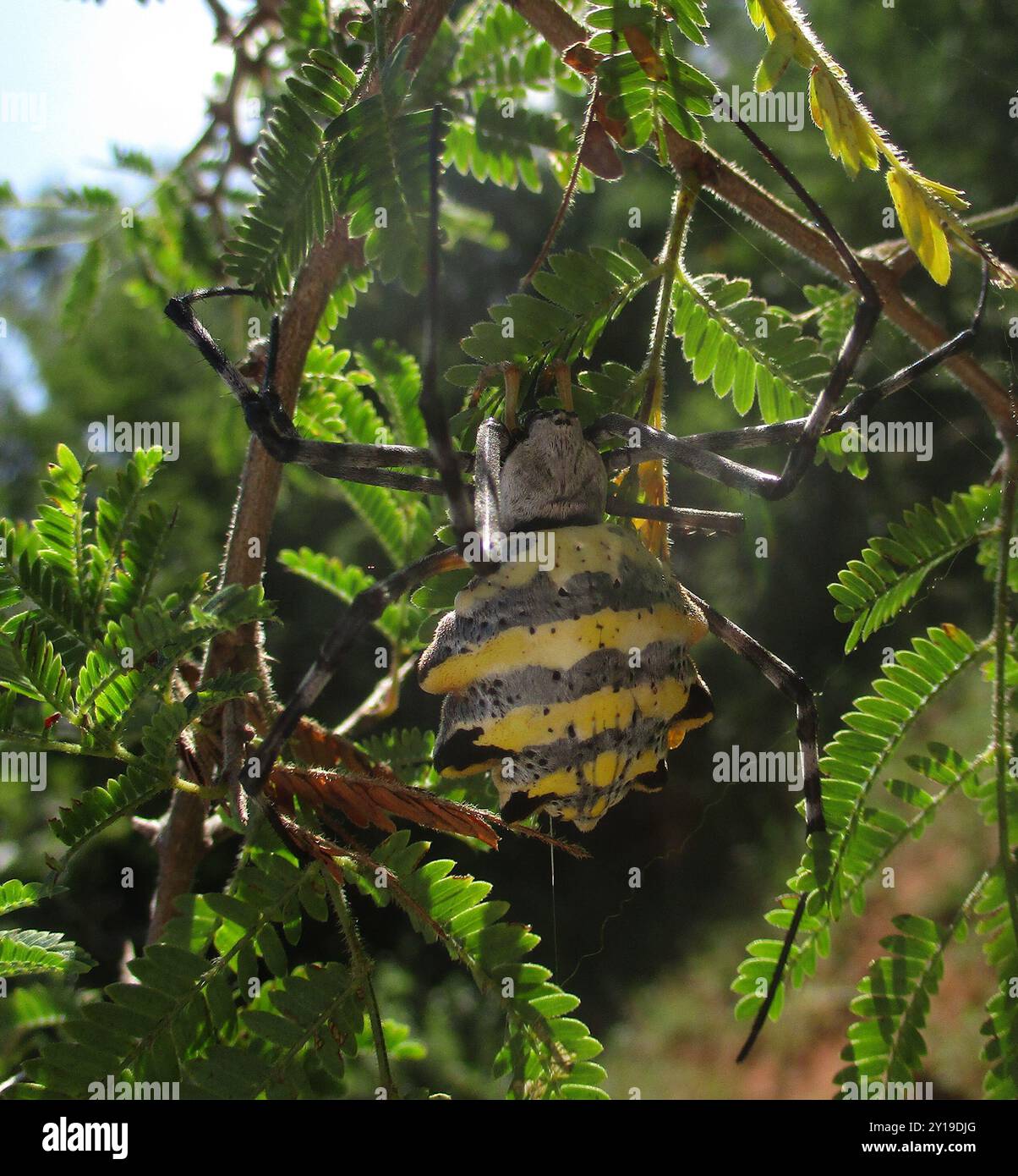 Common Garden Orbweb Spider (Argiope australis) Arachnida Stock Photo ...