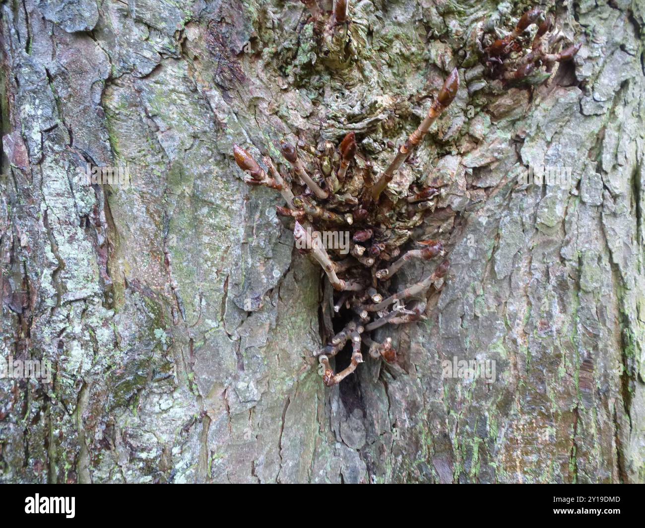 vascular plants (Tracheophyta) Plantae Stock Photo - Alamy