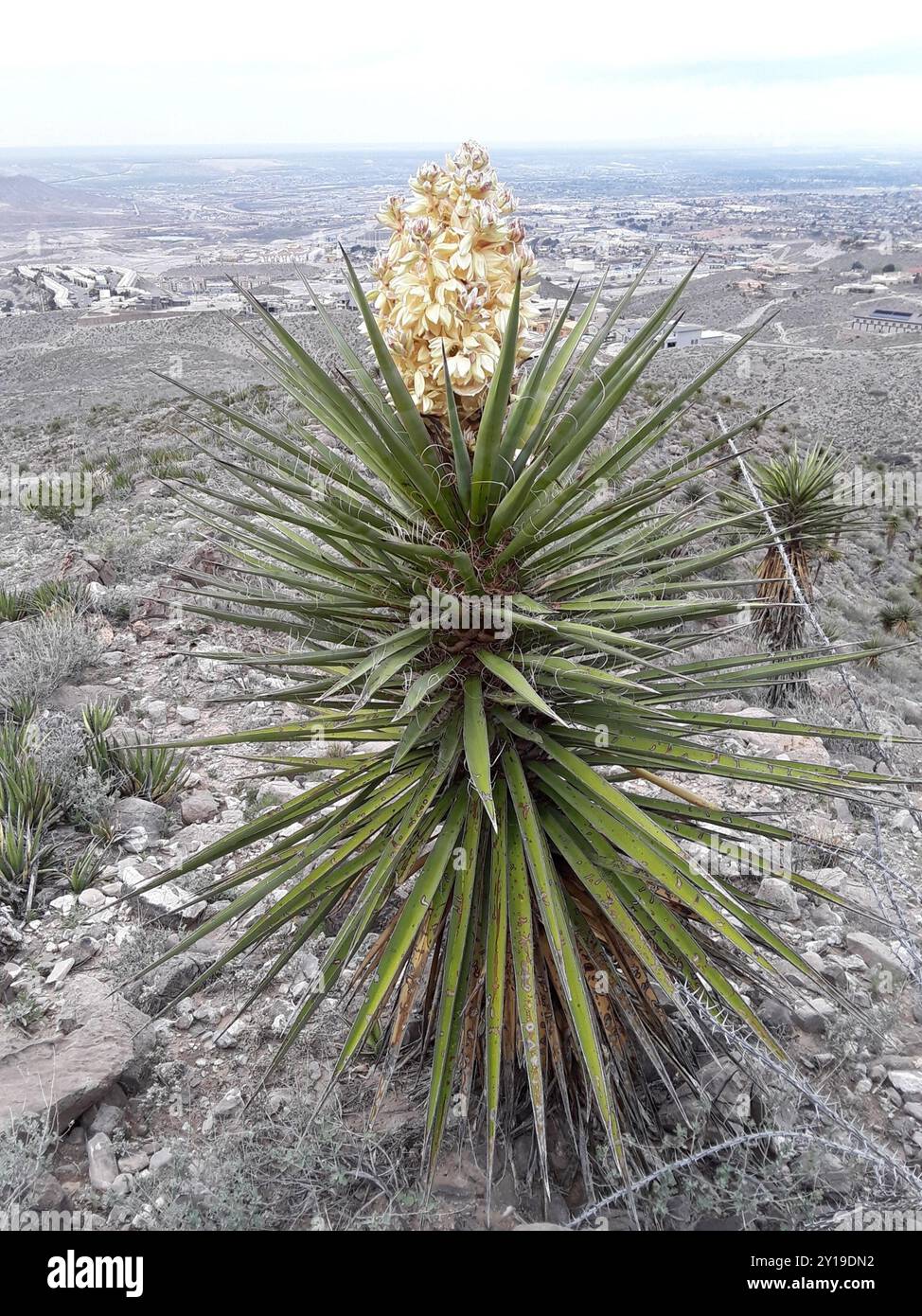 Spanish dagger (Yucca treculiana) Plantae Stock Photo - Alamy
