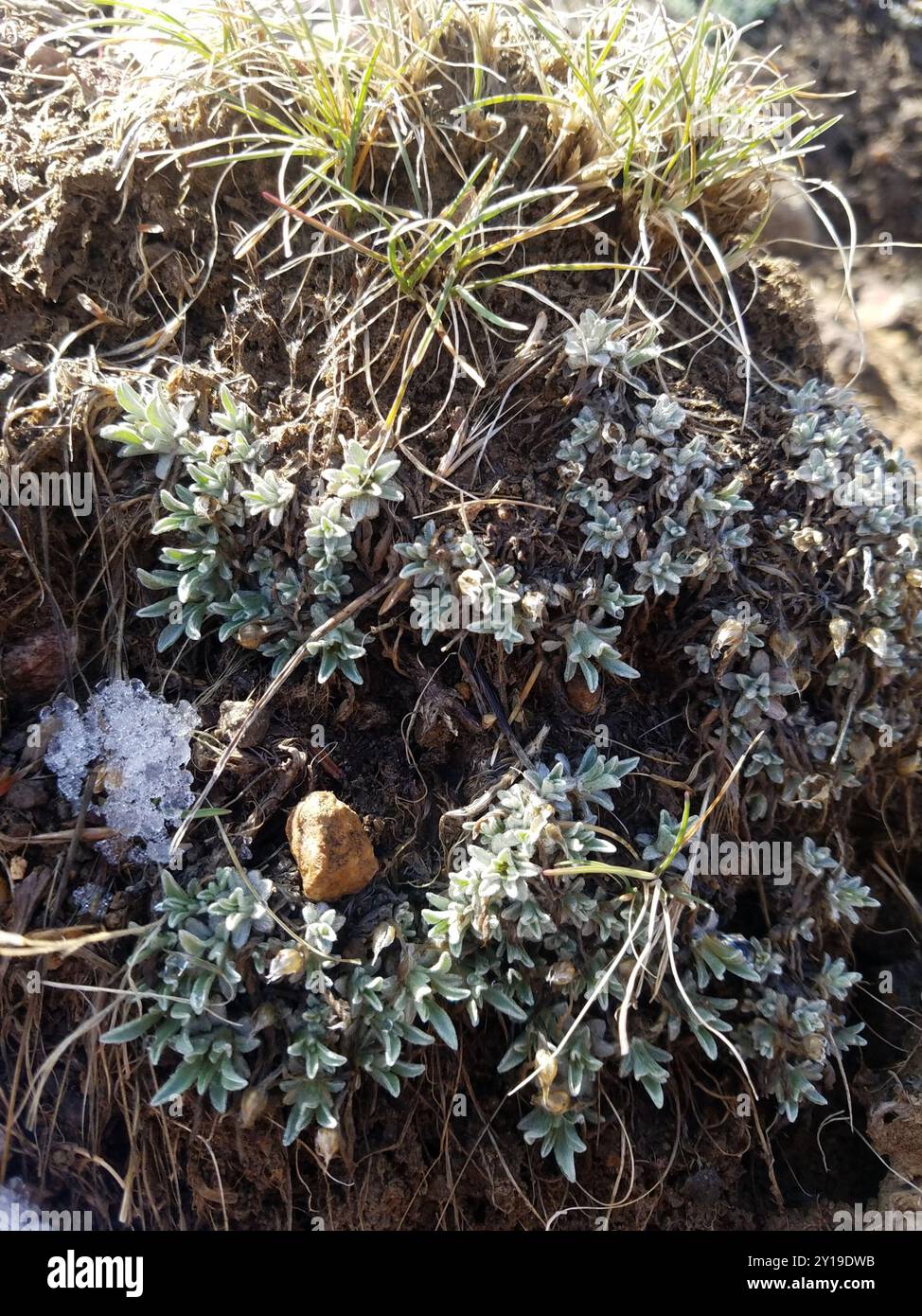 Low Pussytoes (Antennaria dimorpha) Plantae Stock Photo - Alamy