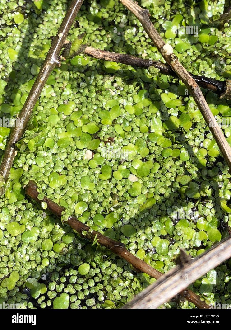 duckweeds (Lemnoideae) Plantae Stock Photo - Alamy
