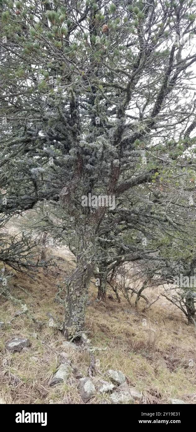 Mexican pinyon (Pinus cembroides) Plantae Stock Photo - Alamy