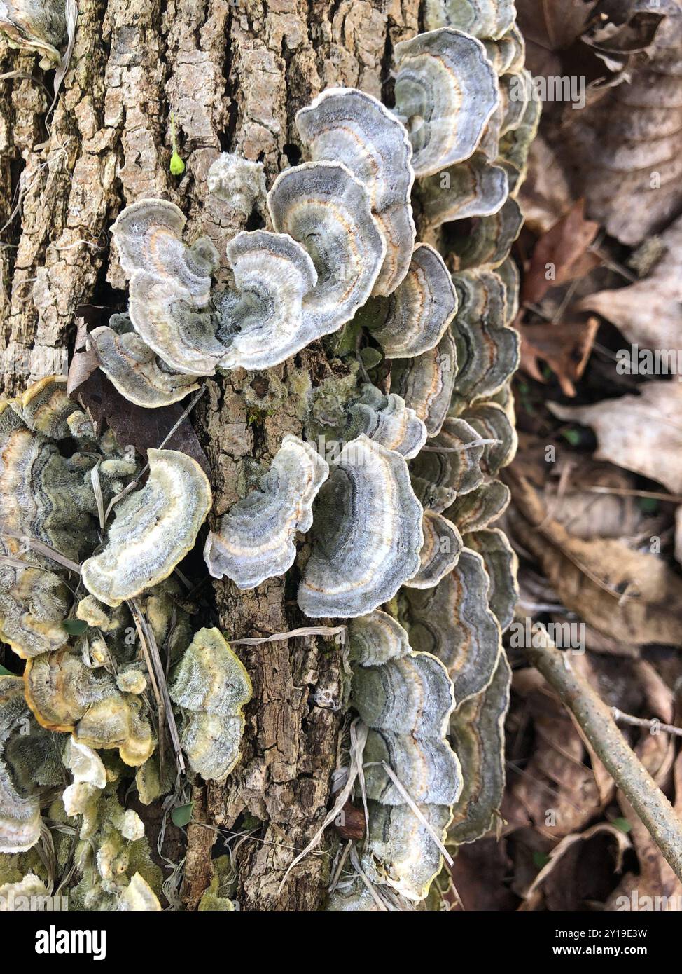 turkey-tail (Trametes versicolor) Fungi Stock Photo - Alamy