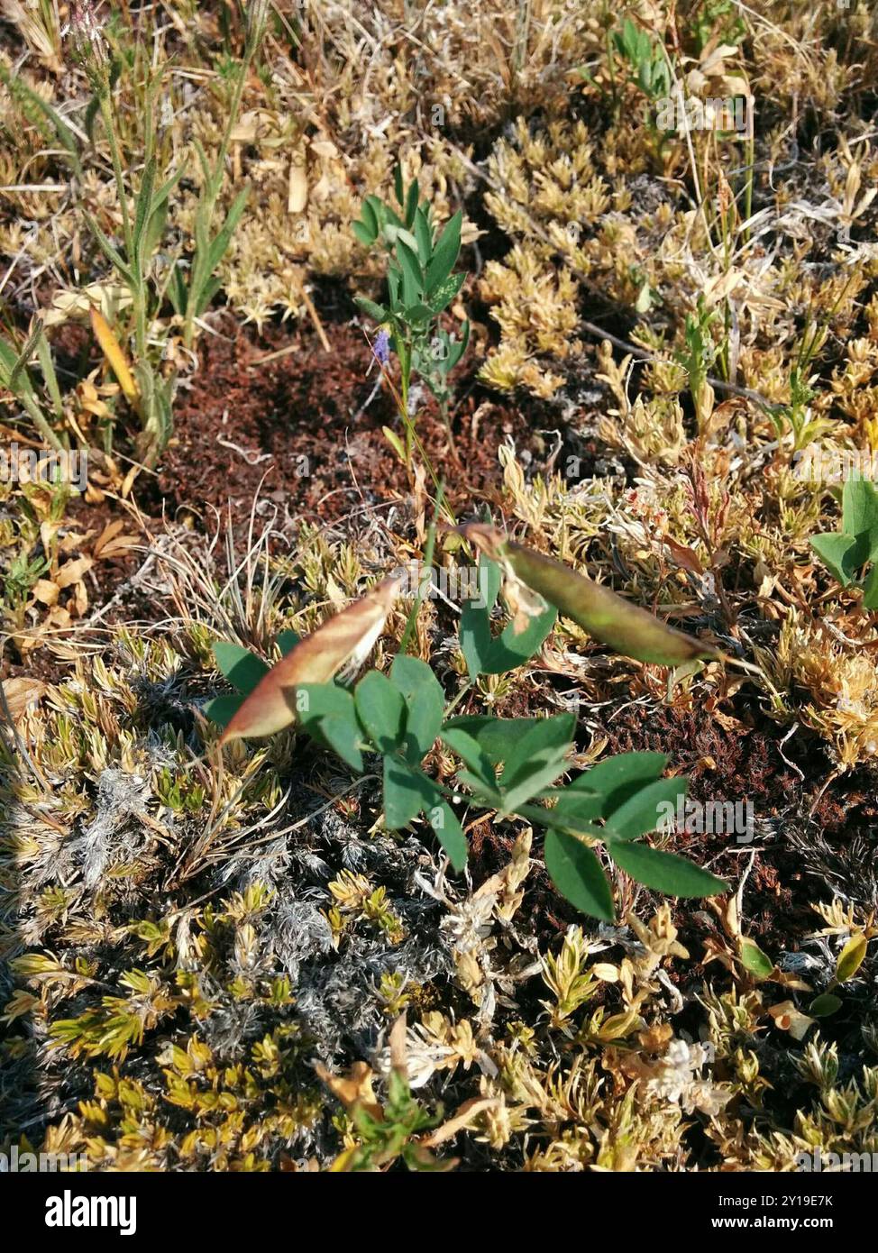 Sierra Nevada Peavine (Lathyrus nevadensis) Plantae Stock Photo - Alamy