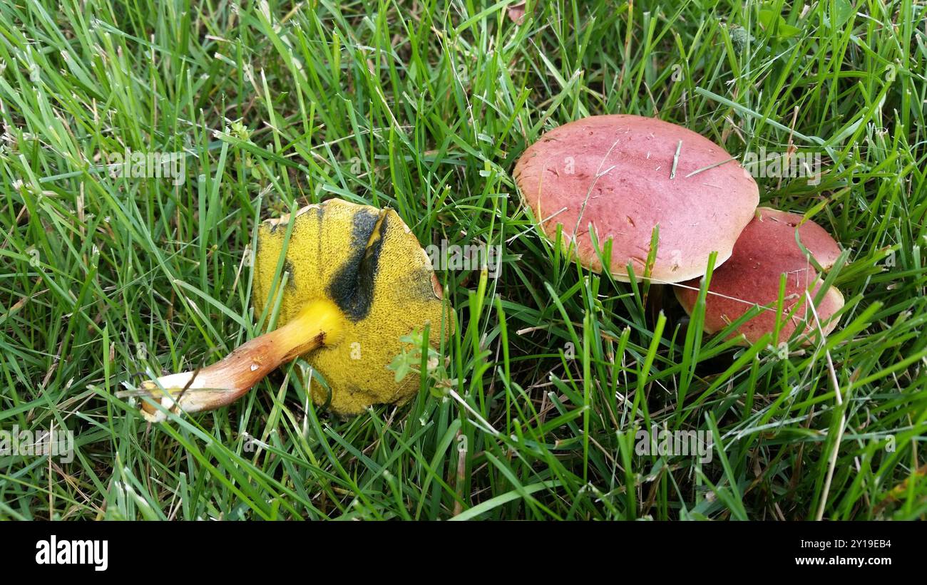 field bolete (Hortiboletus campestris) Fungi Stock Photo - Alamy