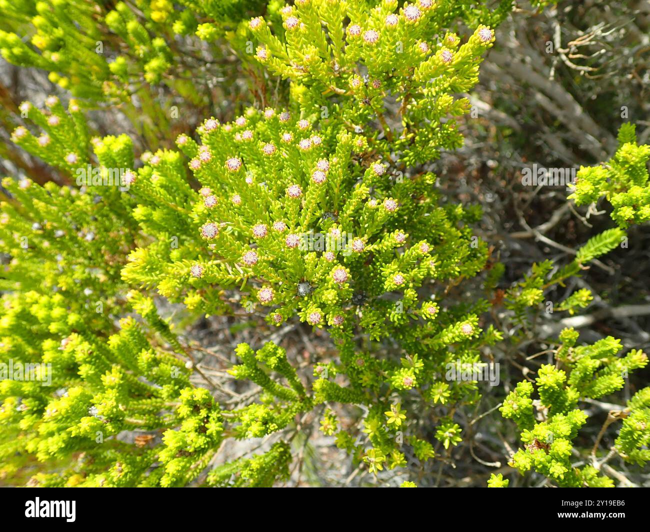 Dune Buchu (Agathosma collina) Plantae Stock Photo - Alamy