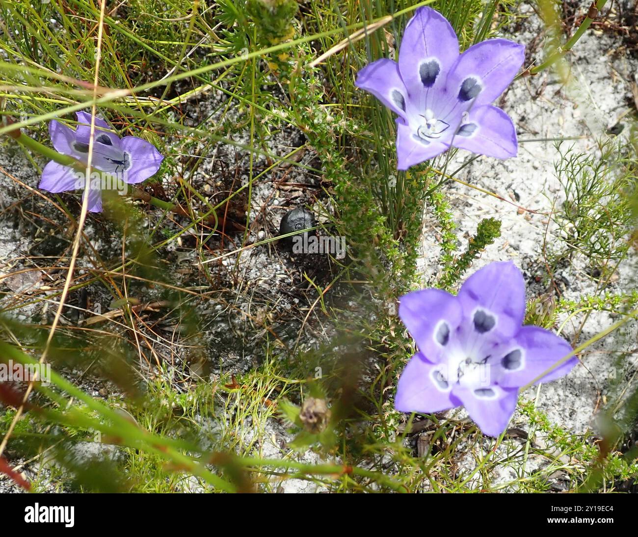 Blackrim Bell (Roella incurva) Plantae Stock Photo - Alamy