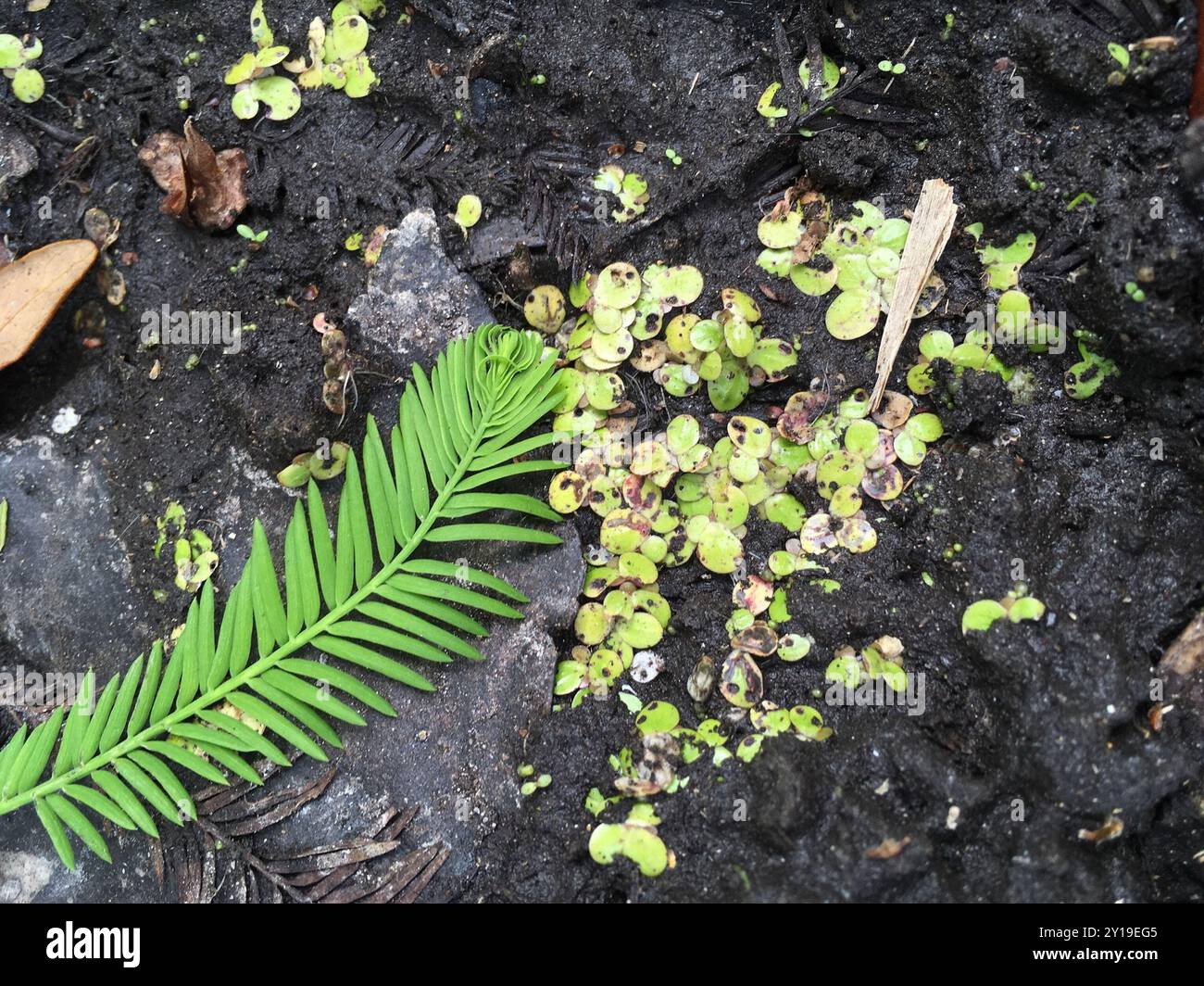 greater duckweed (Spirodela polyrhiza) Plantae Stock Photo - Alamy