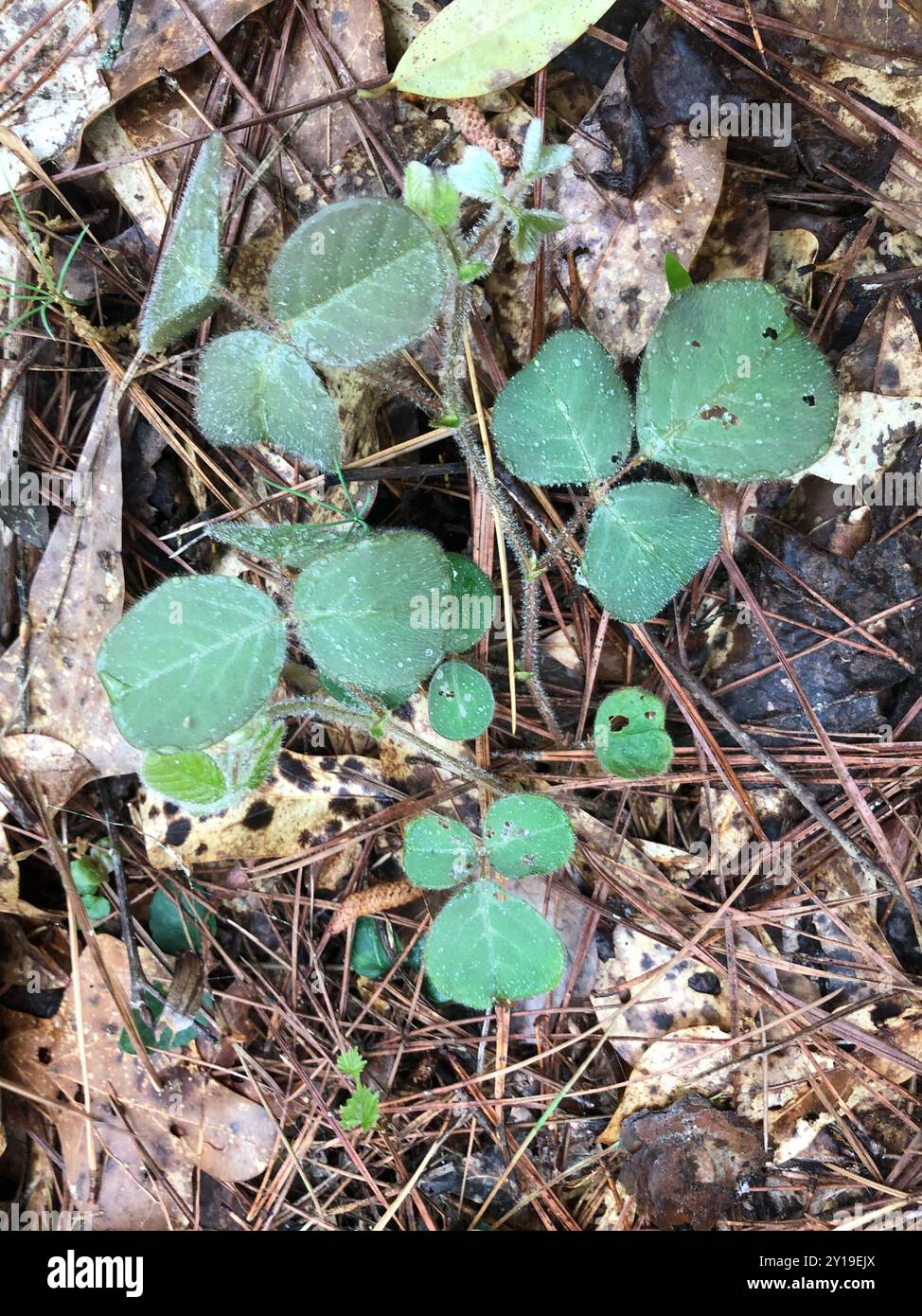 Round-leaved Trailing Tick-trefoil (Desmodium rotundifolium) Plantae ...