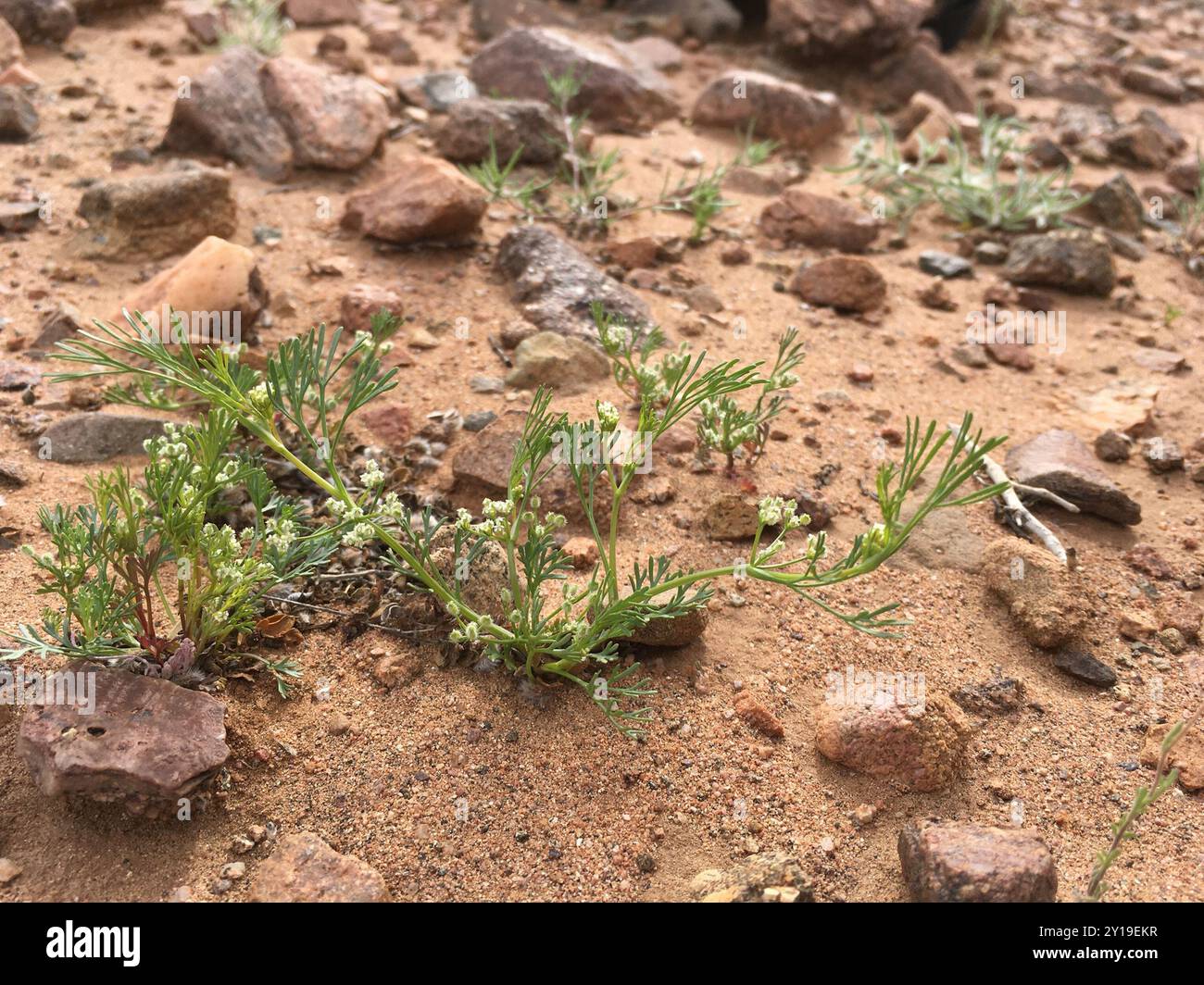 western bristly scaleseed (Spermolepis lateriflora) Plantae Stock Photo ...