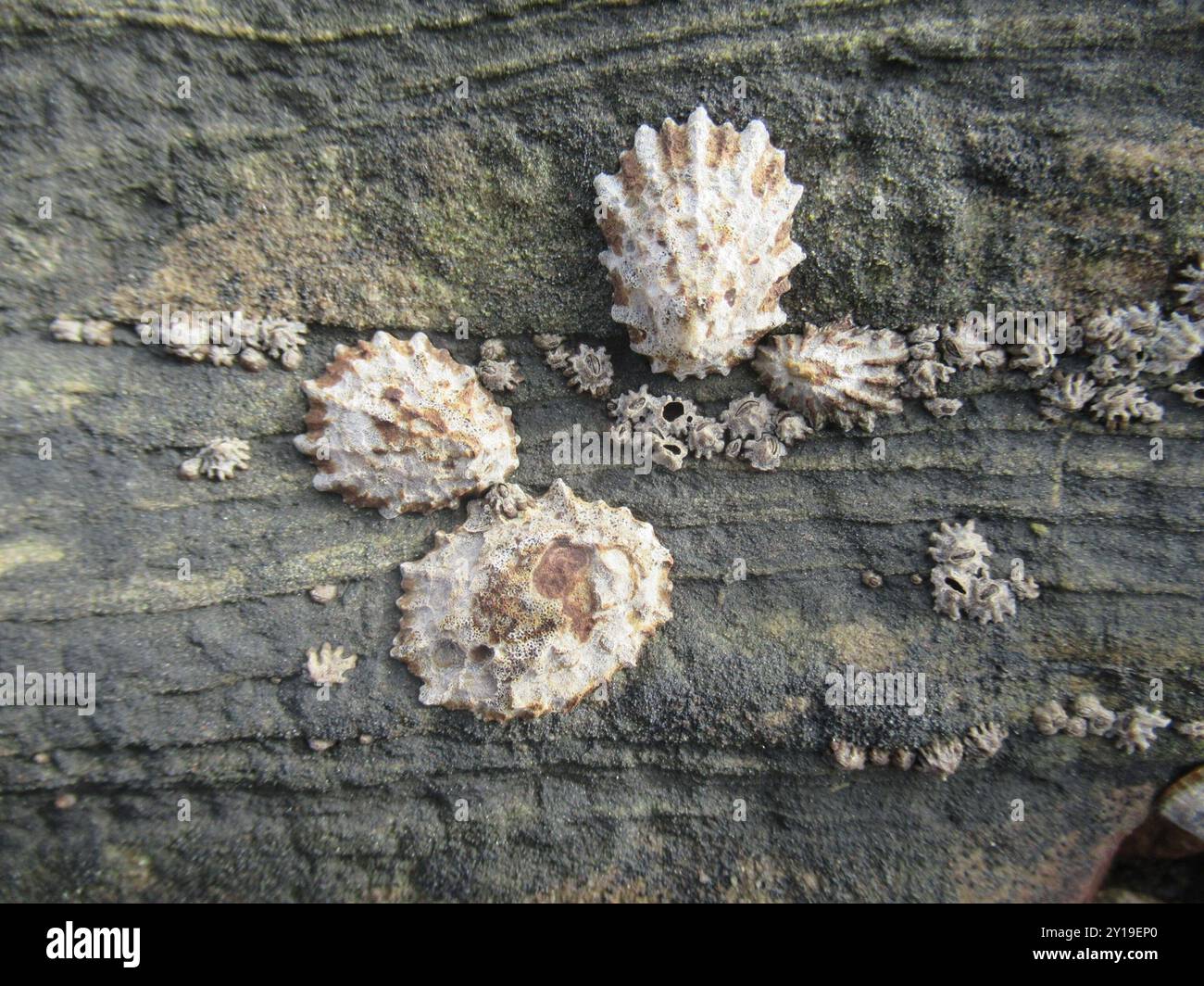 Rough Limpet (Lottia scabra) Mollusca Stock Photo - Alamy