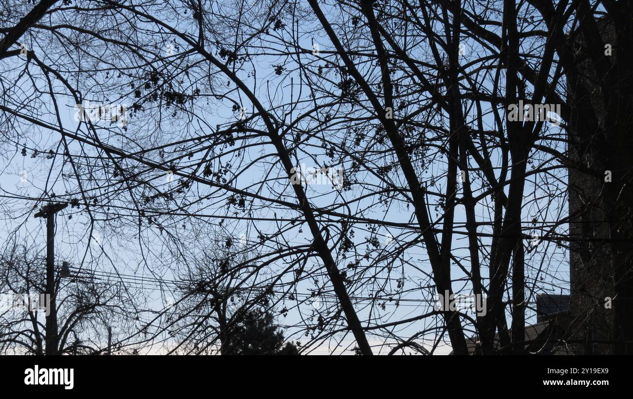 Ash Flower Gall Mite (Aceria fraxiniflora) Arachnida Stock Photo - Alamy