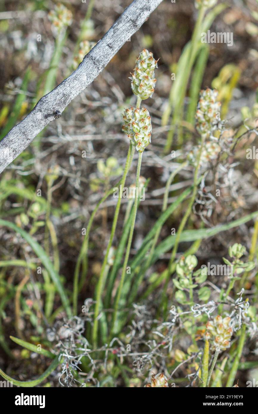Desert Plantain (Plantago ovata) Plantae Stock Photo - Alamy