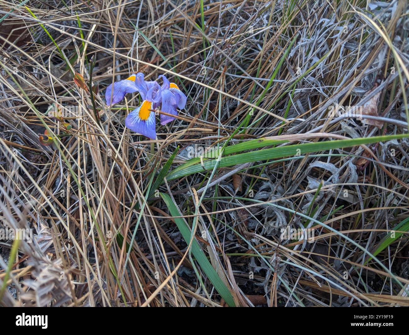 Dwarf Iris (Iris verna) Plantae Stock Photo - Alamy