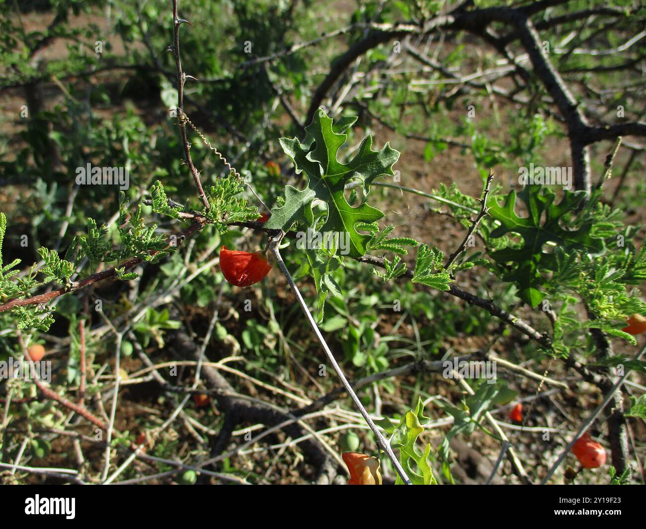 Cucumber Bushpumpkin (Coccinia rehmannii) Plantae Stock Photo - Alamy