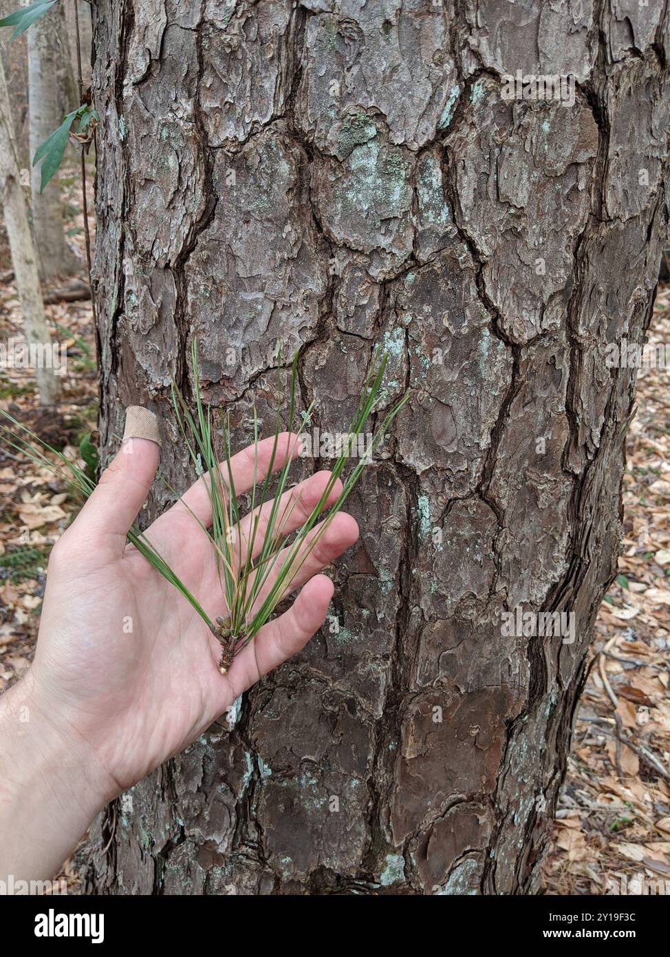 loblolly pine (Pinus taeda) Plantae Stock Photo - Alamy