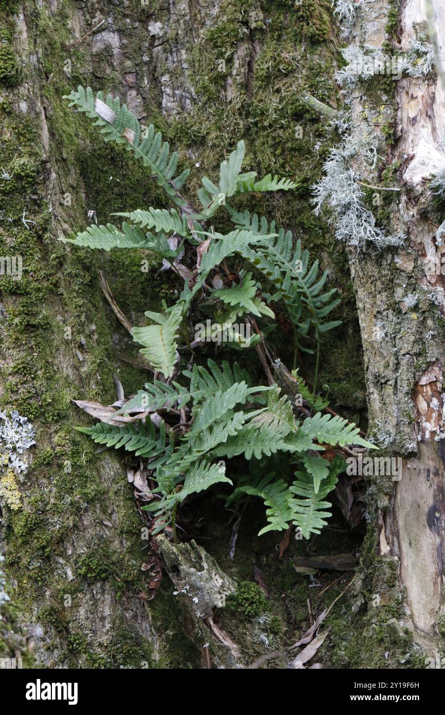 polypody ferns (Polypodium) Plantae Stock Photo - Alamy