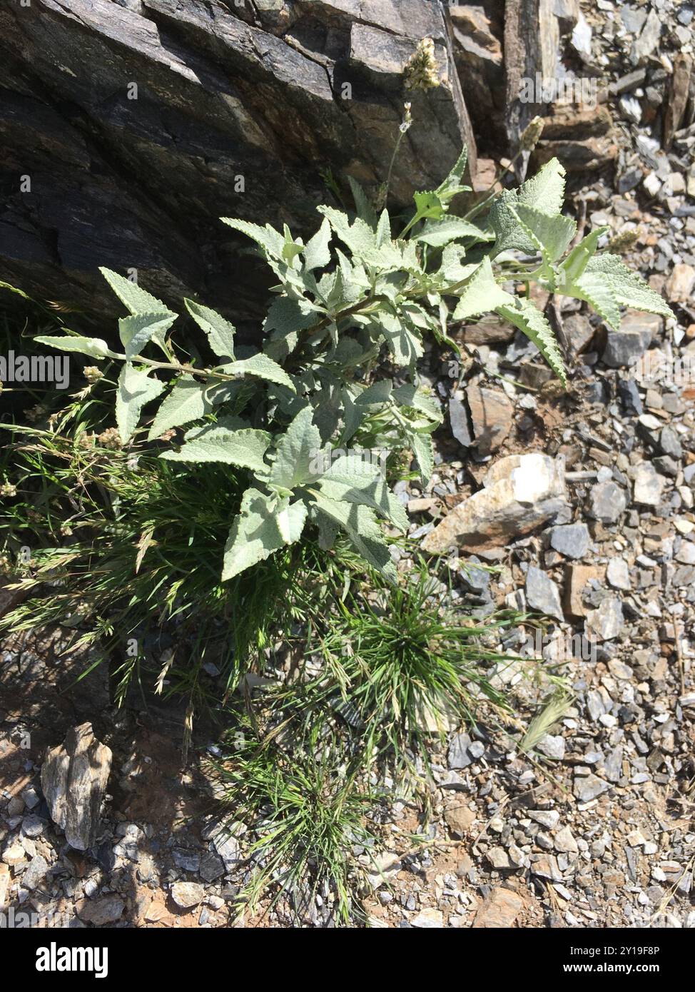 triangle-leaf bursage (Ambrosia deltoidea) Plantae Stock Photo - Alamy