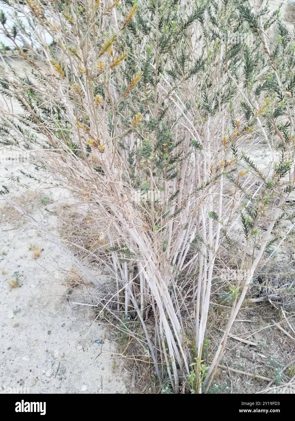 arrowweed (Pluchea sericea) Plantae Stock Photo - Alamy