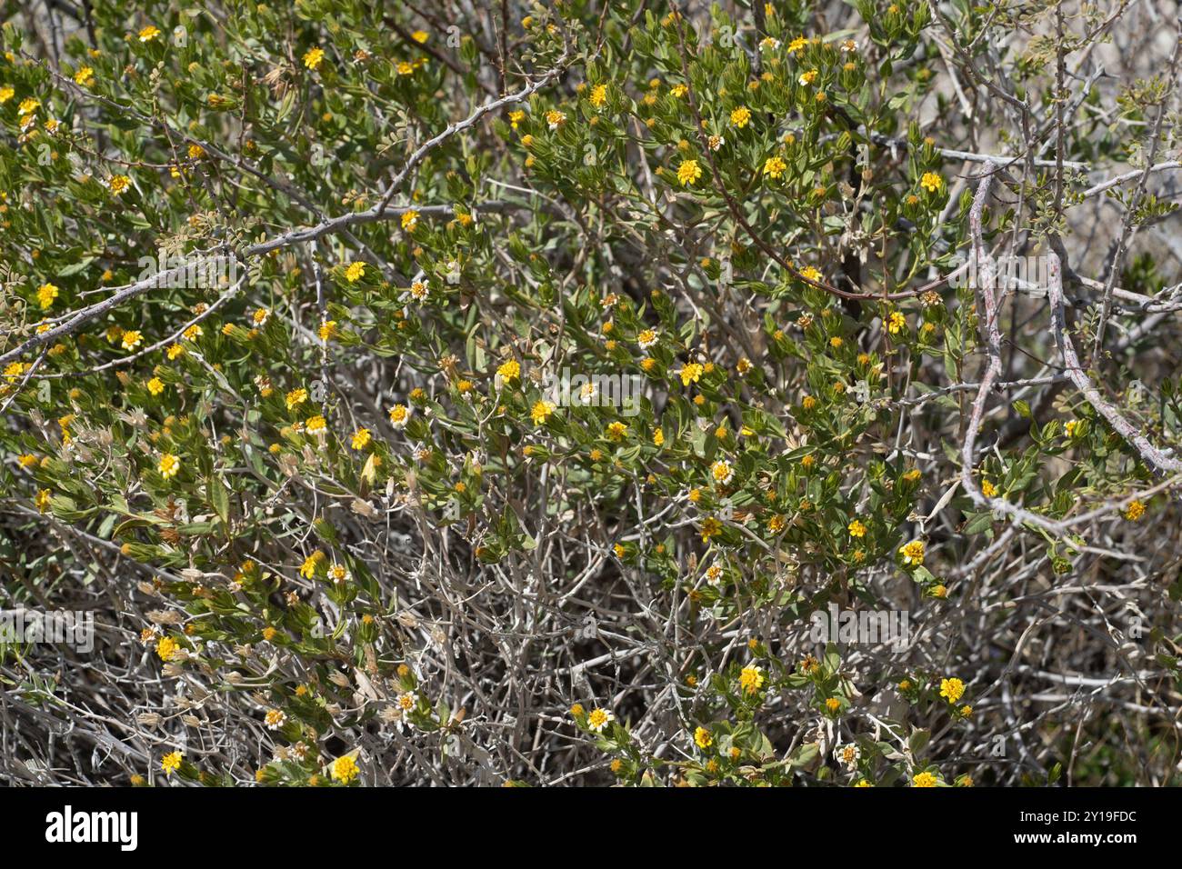 American threefold (Trixis californica) Plantae Stock Photo - Alamy