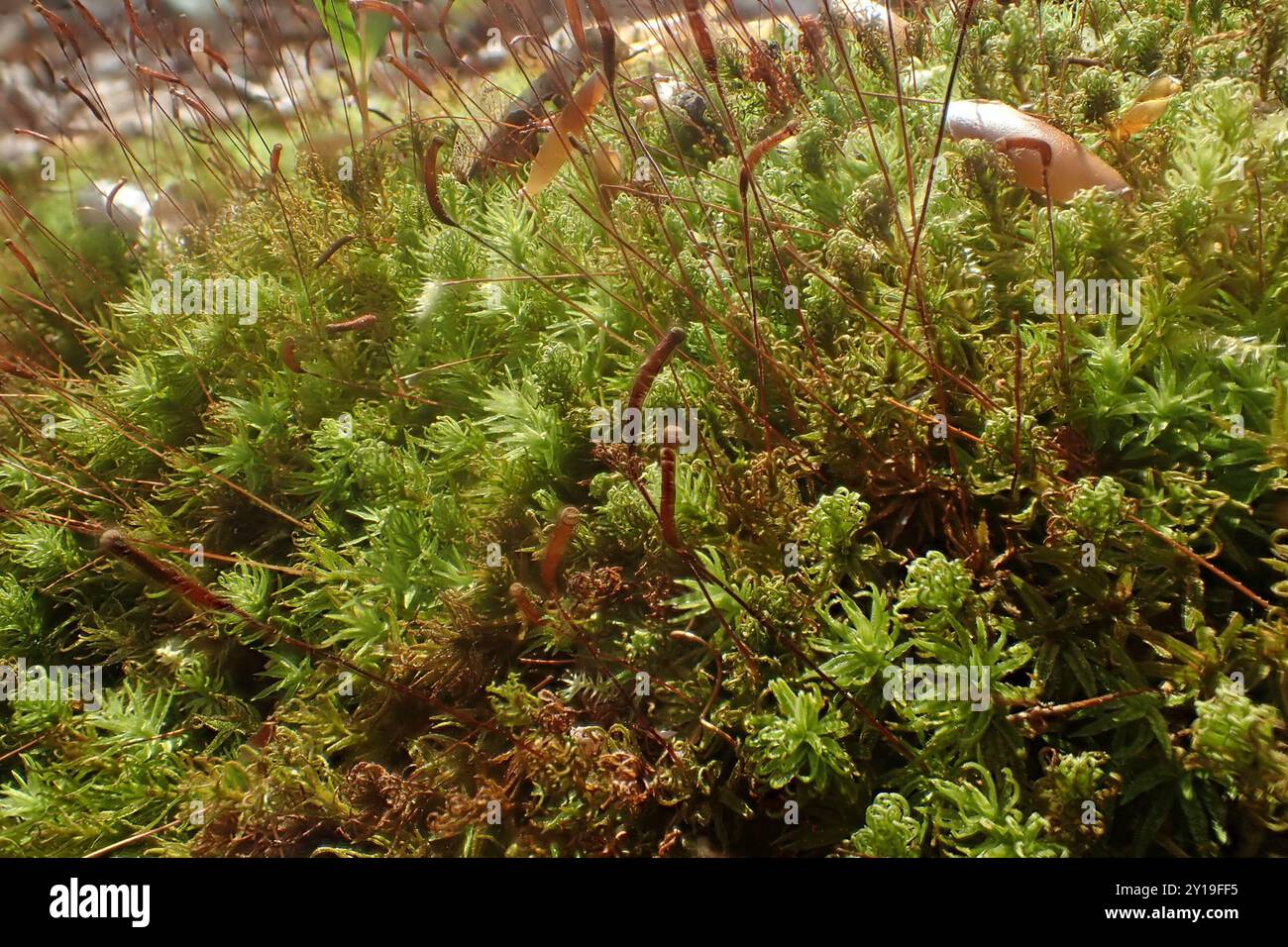 lesser smoothcap (Atrichum angustatum) Plantae Stock Photo - Alamy