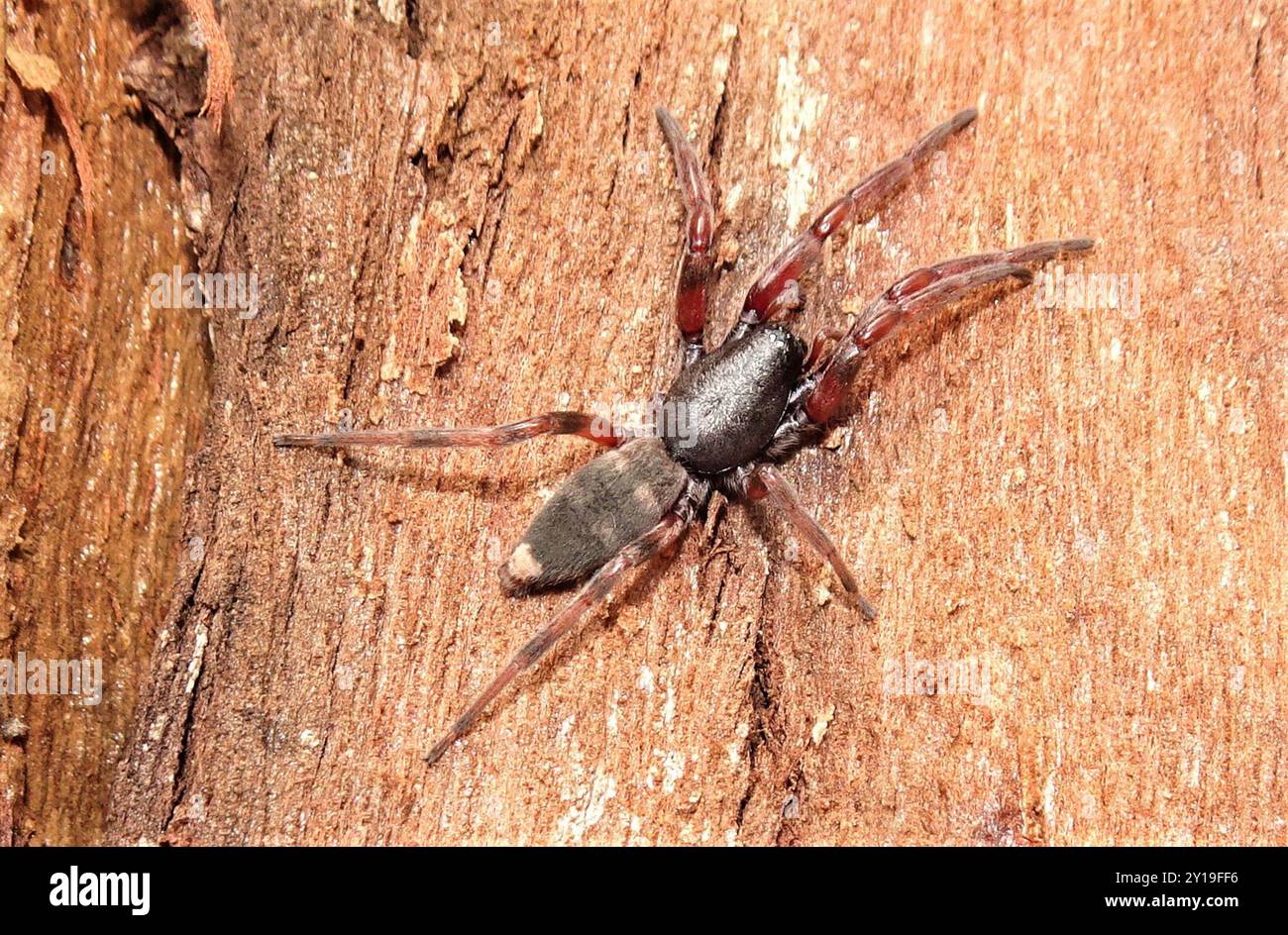 White-tailed Spiders (Lampona) Arachnida Stock Photo - Alamy