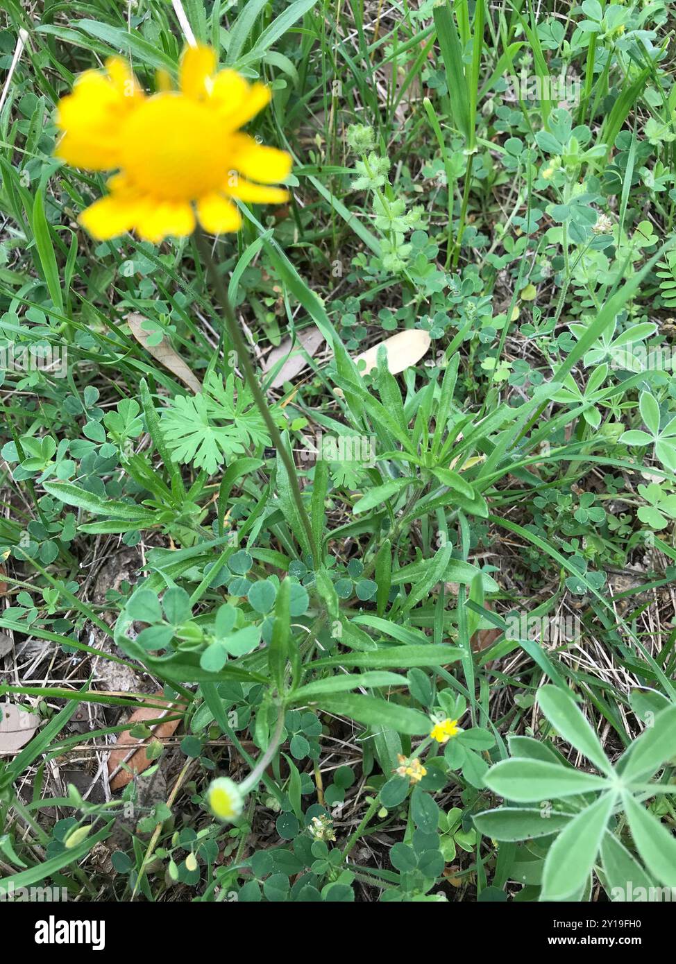 Stemmy Four-nerved Daisy (Tetraneuris scaposa) Plantae Stock Photo - Alamy