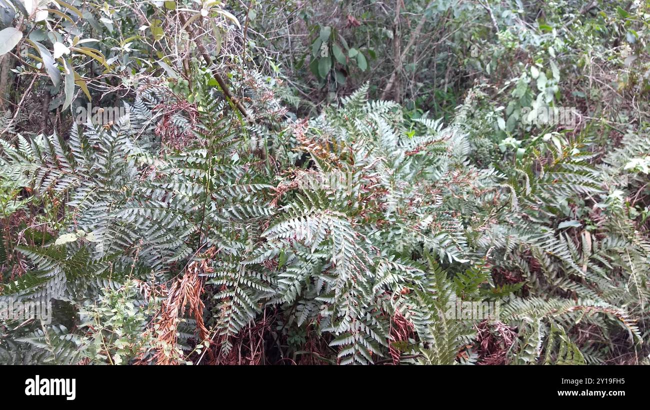 leatherleaf fern (Rumohra adiantiformis) Plantae Stock Photo - Alamy
