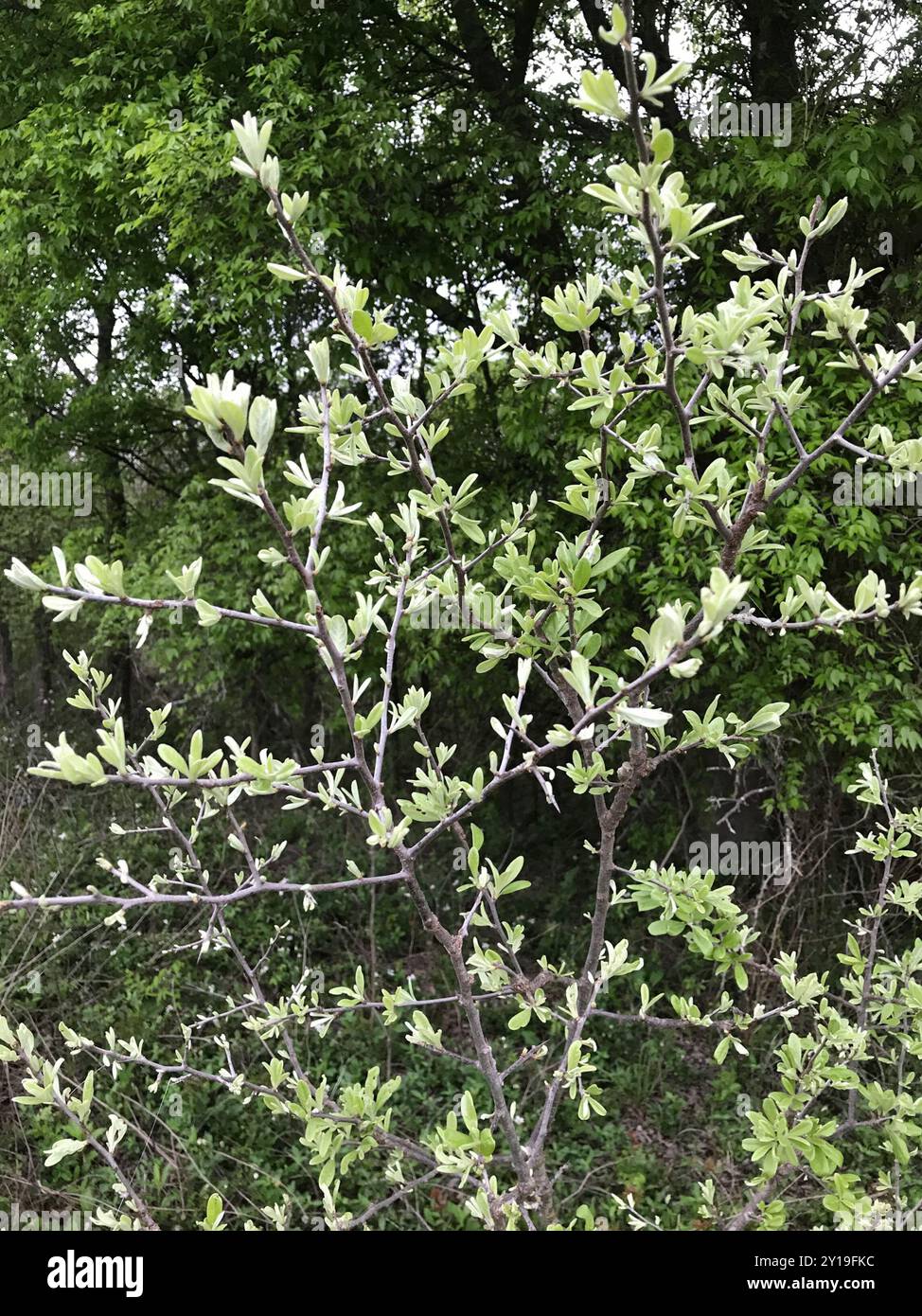 Gum bumelia (Sideroxylon lanuginosum) Plantae Stock Photo - Alamy