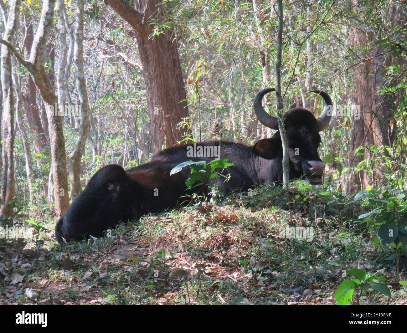 Gaur (Bos gaurus) Mammalia Stock Photo - Alamy