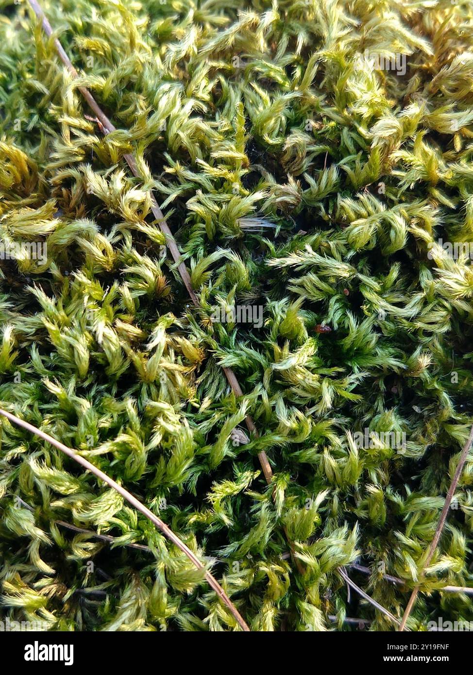 Silky Wall Feather-moss (Homalothecium sericeum) Plantae Stock Photo ...