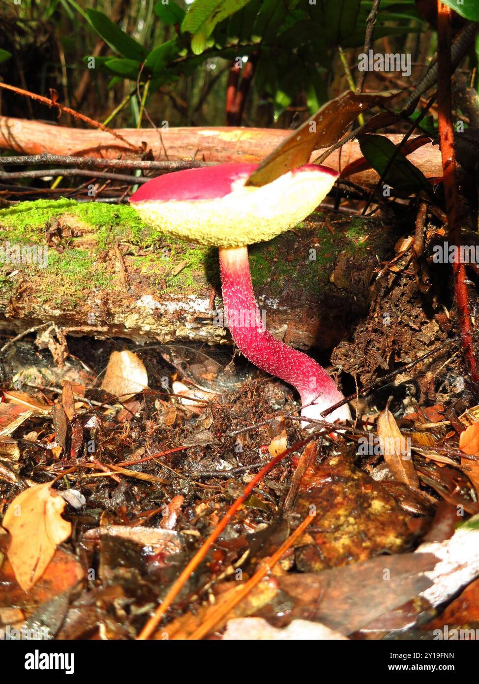 rhubarb bolete (Boletellus obscurecoccineus) Fungi Stock Photo - Alamy