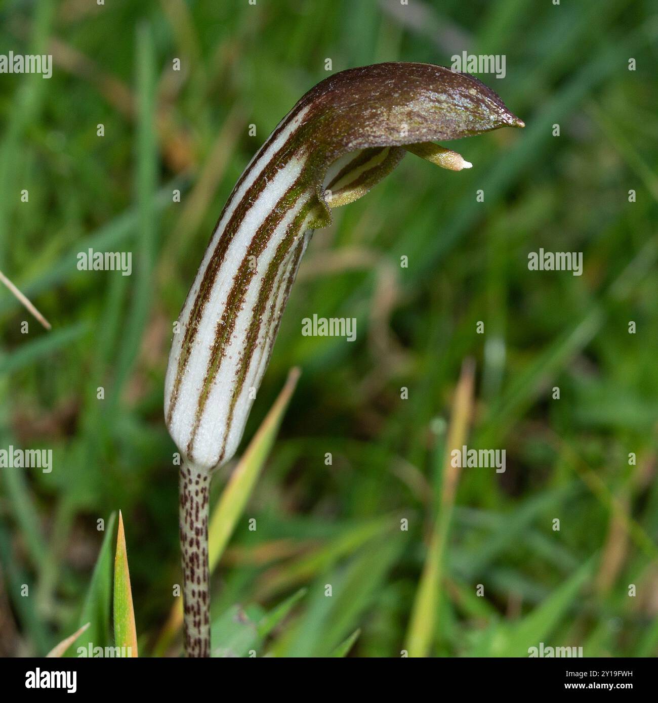 Friar's-cowl (Arisarum vulgare) Plantae Stock Photo - Alamy