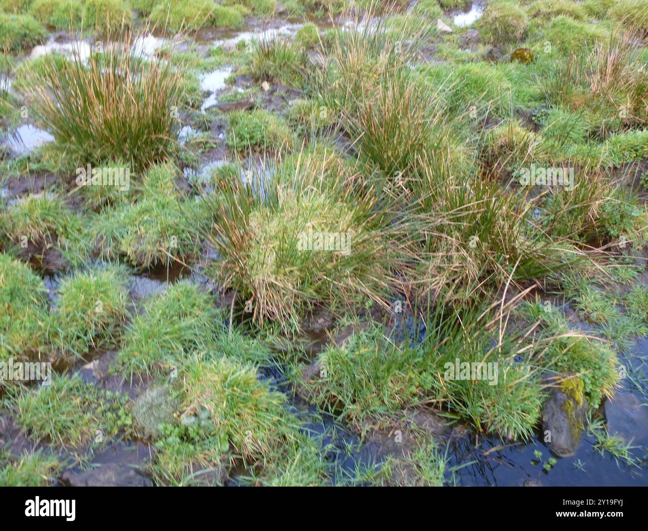 grasses, sedges, cattails, and allies (Poales) Plantae Stock Photo - Alamy