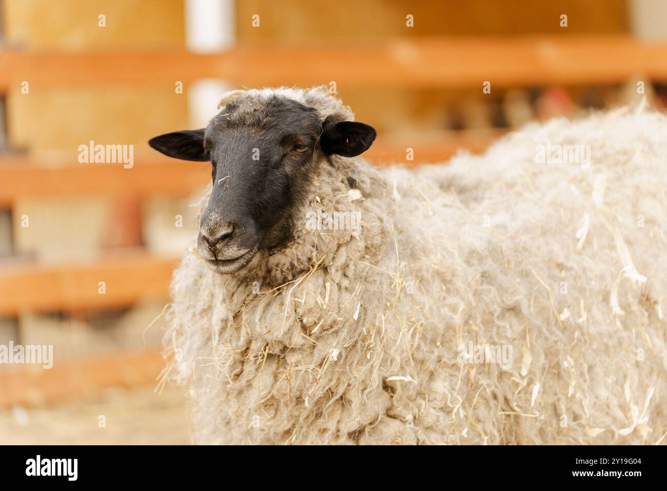 Sheep stands proudly atop a dry grass field on a farm, surveying the ...