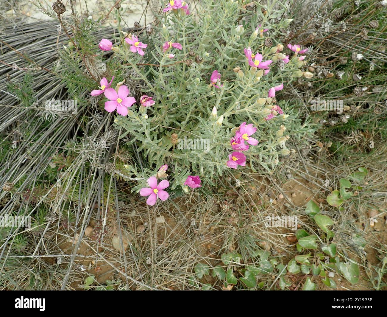 Sea Rose (Orphium frutescens) Plantae Stock Photo - Alamy