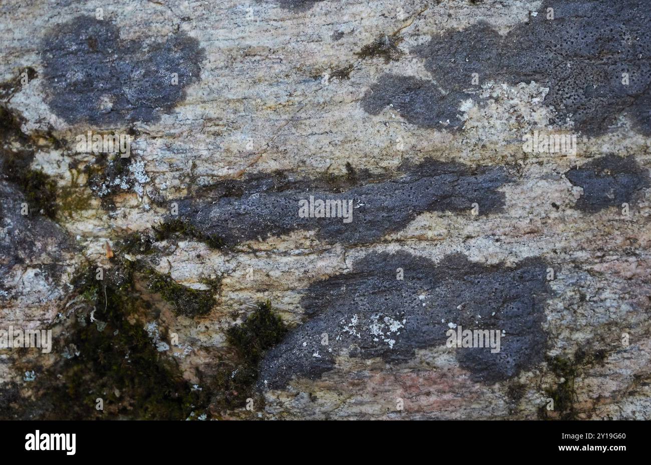 Smooth Map Lichen (Rhizocarpon hochstetteri) Fungi Stock Photo - Alamy