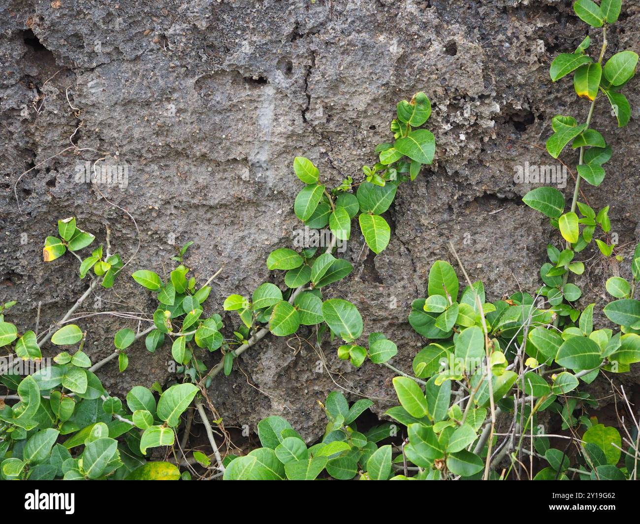 Dye fig (Ficus tinctoria) Plantae Stock Photo - Alamy