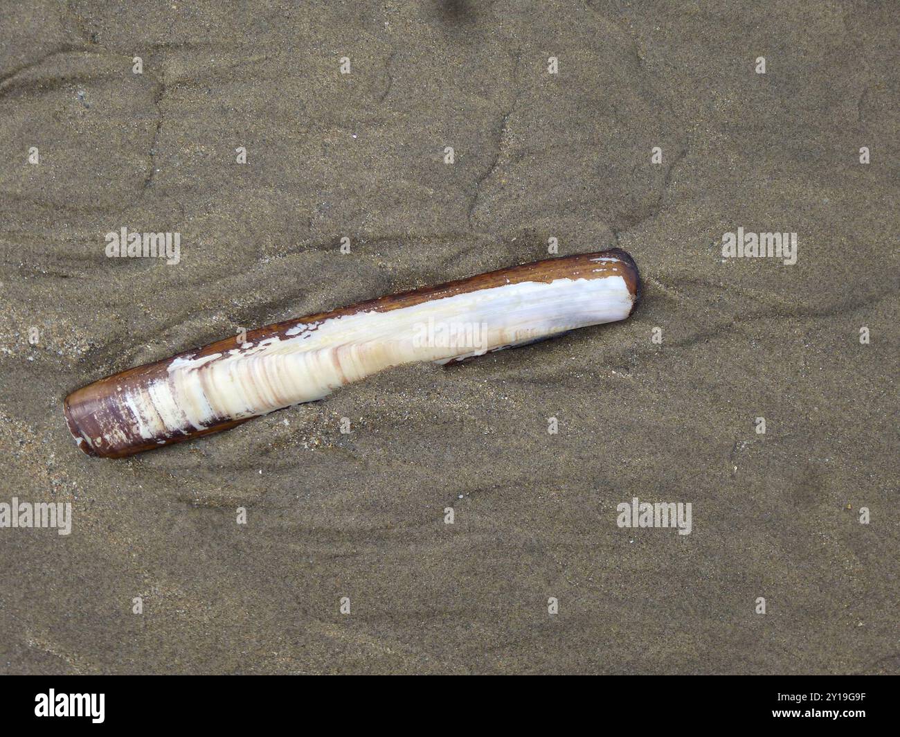 Pod Razor (Ensis siliqua) Mollusca Stock Photo - Alamy