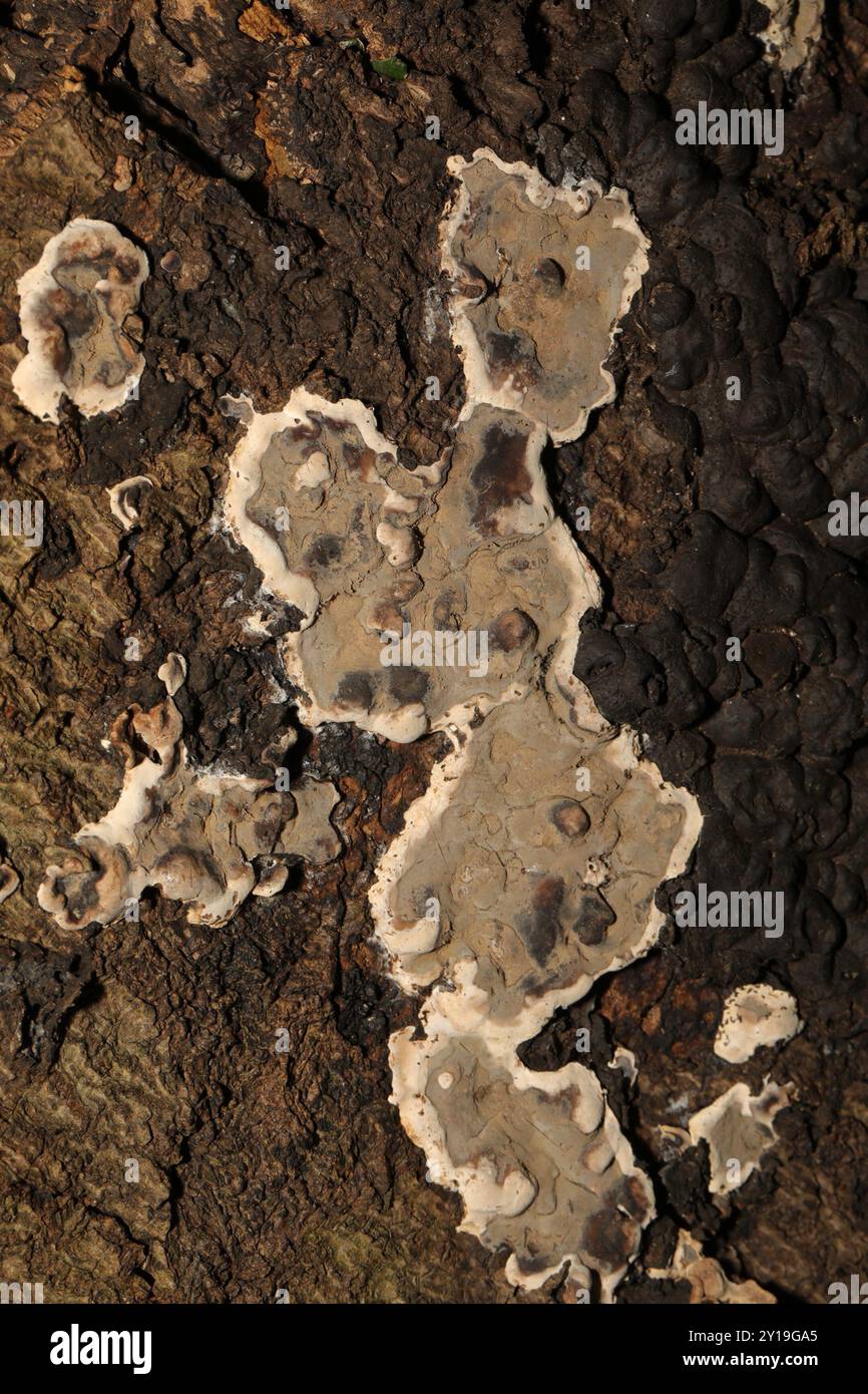 Brittle Cinder (Kretzschmaria deusta) Fungi Stock Photo - Alamy