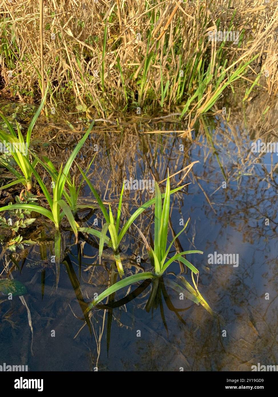 Panicled Bulrush (Scirpus microcarpus) Plantae Stock Photo - Alamy