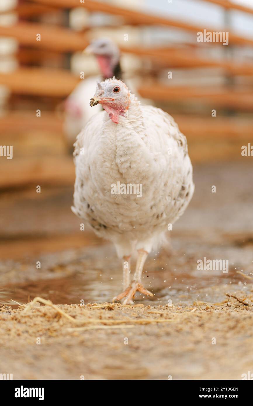 Turkey walks on a farm. Organic animals farm. Vertical photo Stock ...