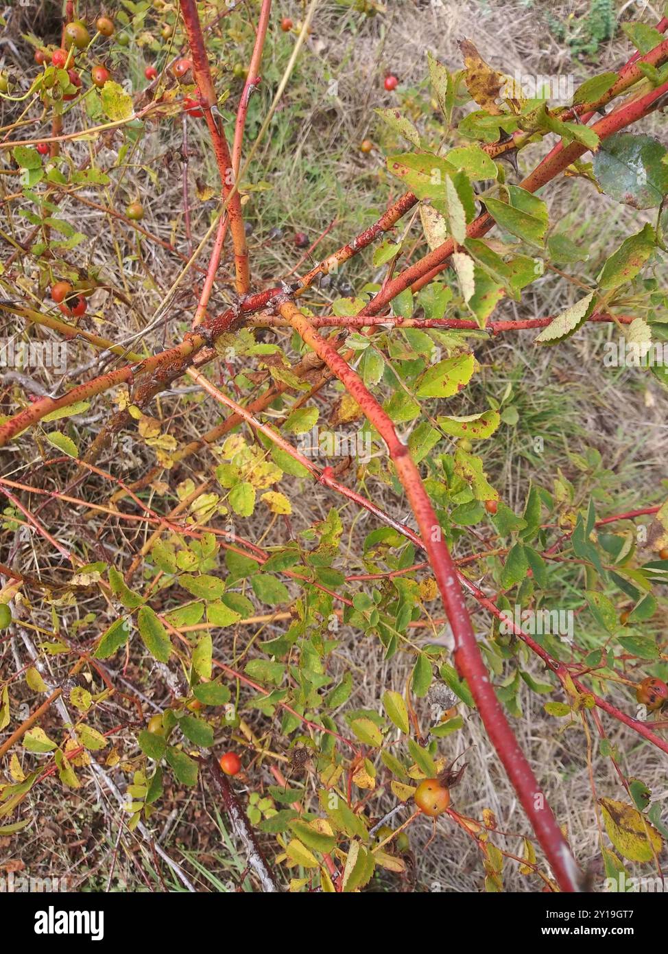 Nootka rose (Rosa nutkana) Plantae Stock Photo - Alamy