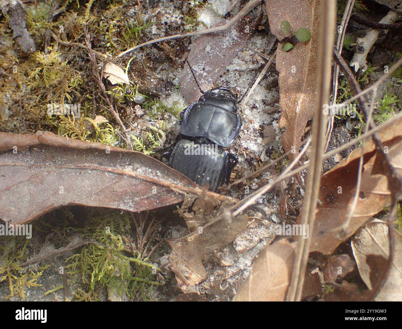Warrior Beetles (Pasimachus) Insecta Stock Photo - Alamy